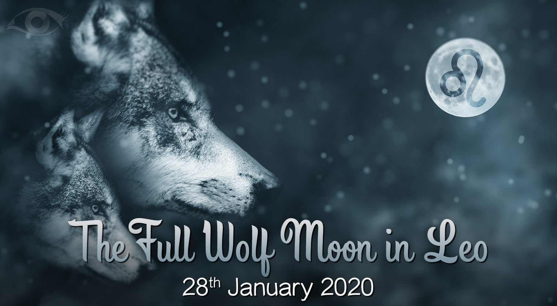 wolf_large - Latest News from Psychic Today | Online Psychic Readings ...